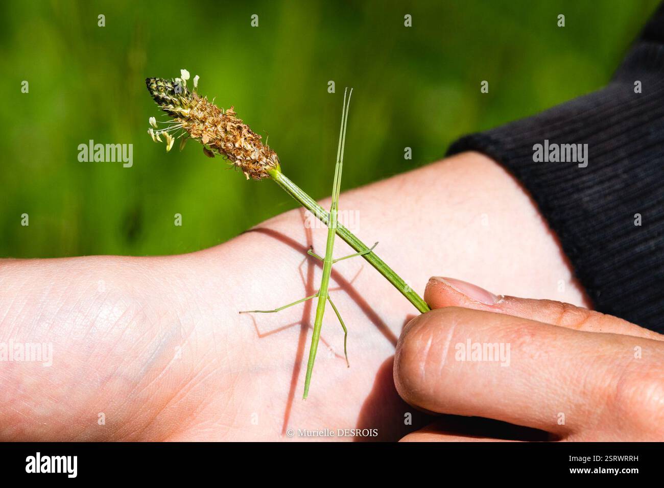 French stick insect (Clonopsis gallica), Insecta, 33170 Gradignan ...