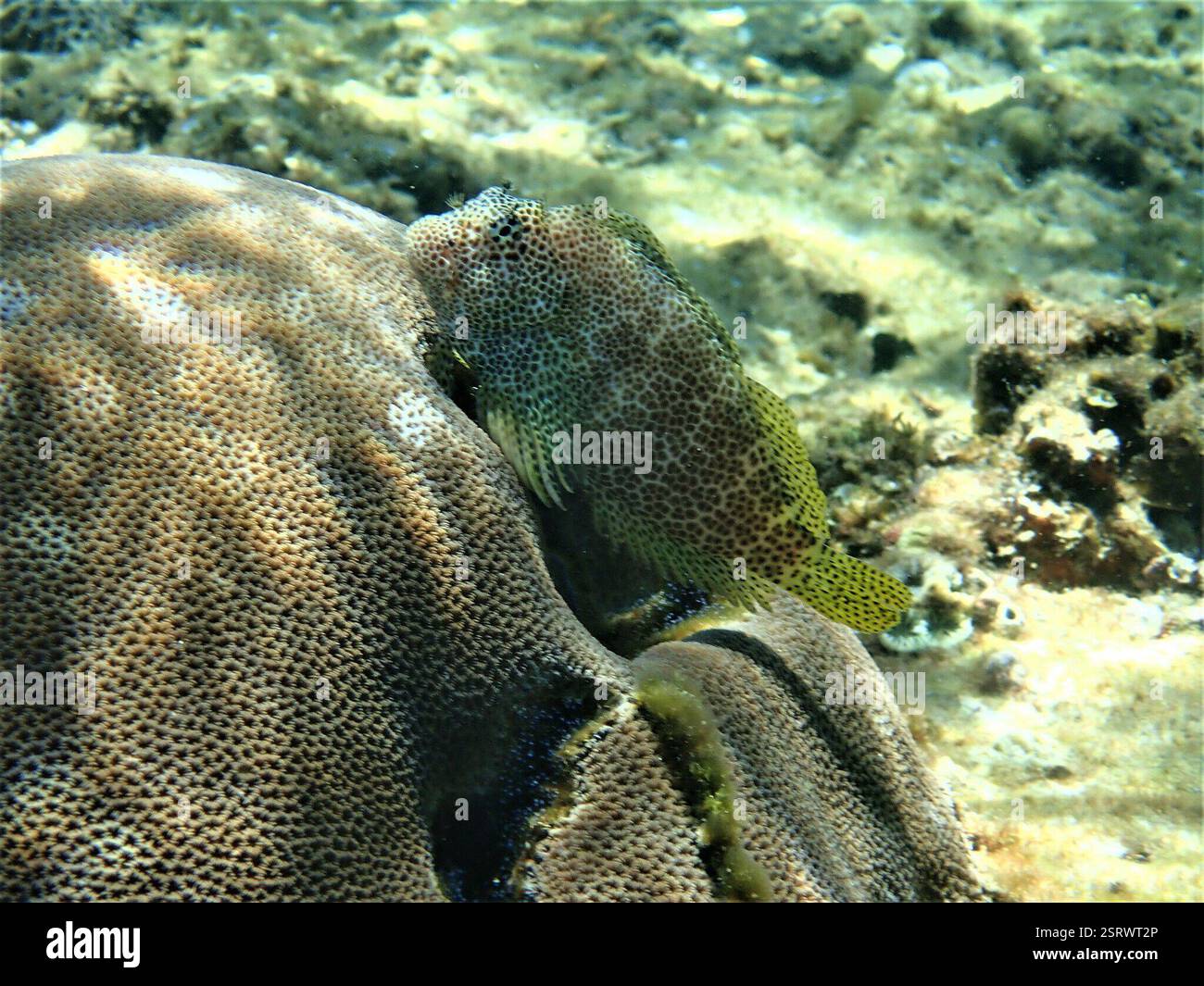Leopard Blenny (Exallias brevis), Actinopterygii, Lighthouse Reef ...