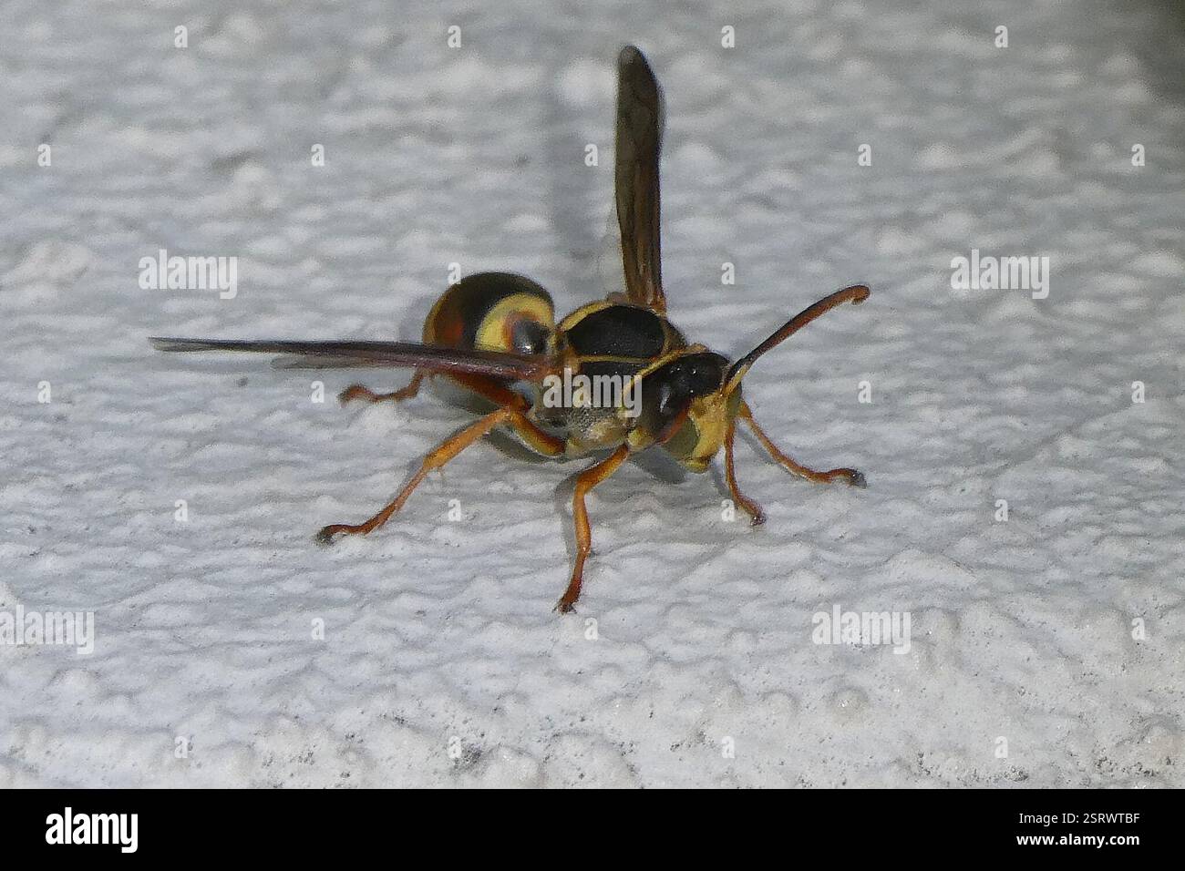 Australian Paper Wasp (Polistes humilis), Insecta, Sinnamon Park QLD ...