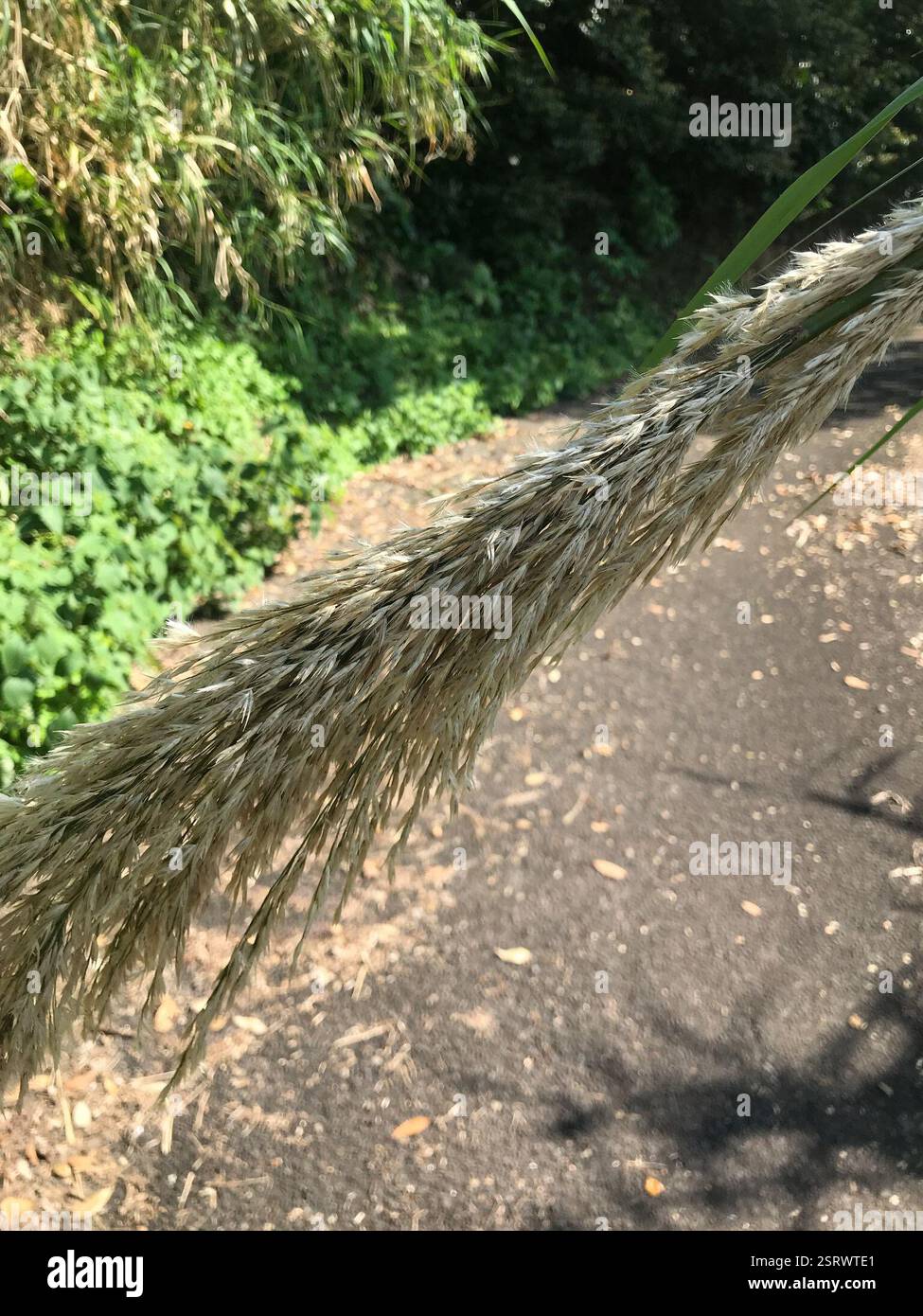 giant reed (Arundo donax), Plantae, Kamikoshikicho Nakakoshiki ...