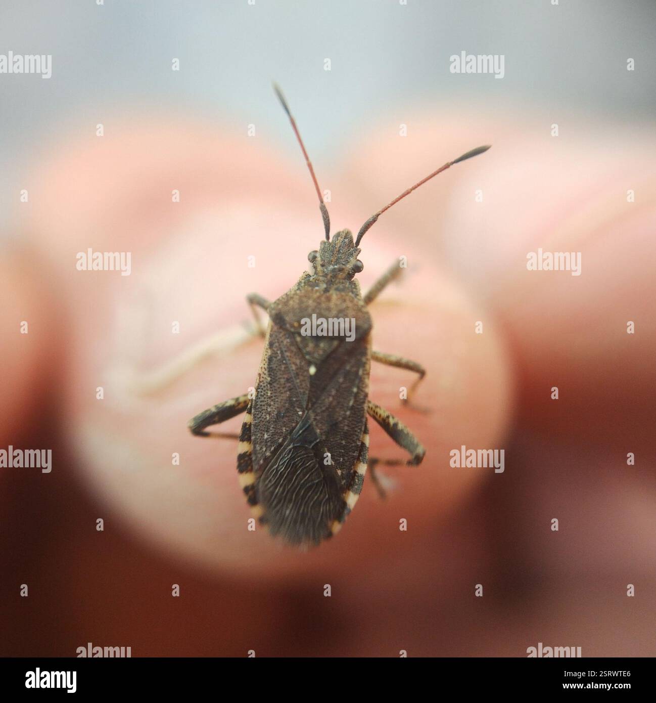 (Ceraleptus gracilicornis), Insecta, Kosanin dol, Pancharevo, Bulgaria ...