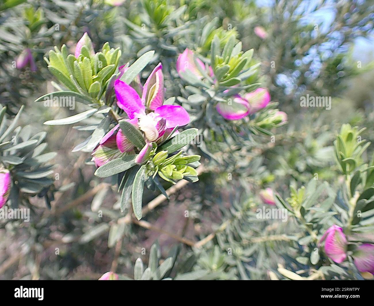 Septemberbush (Polygala myrtifolia myrtifolia), Plantae, Rd from Still ...