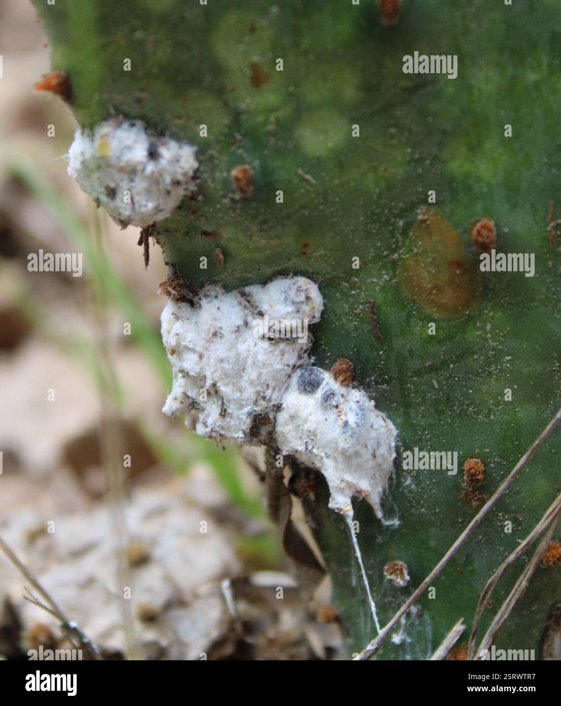 Cochineal Scale Bugs (Dactylopius), Insecta, 5896 State Hwy 199, Found ...