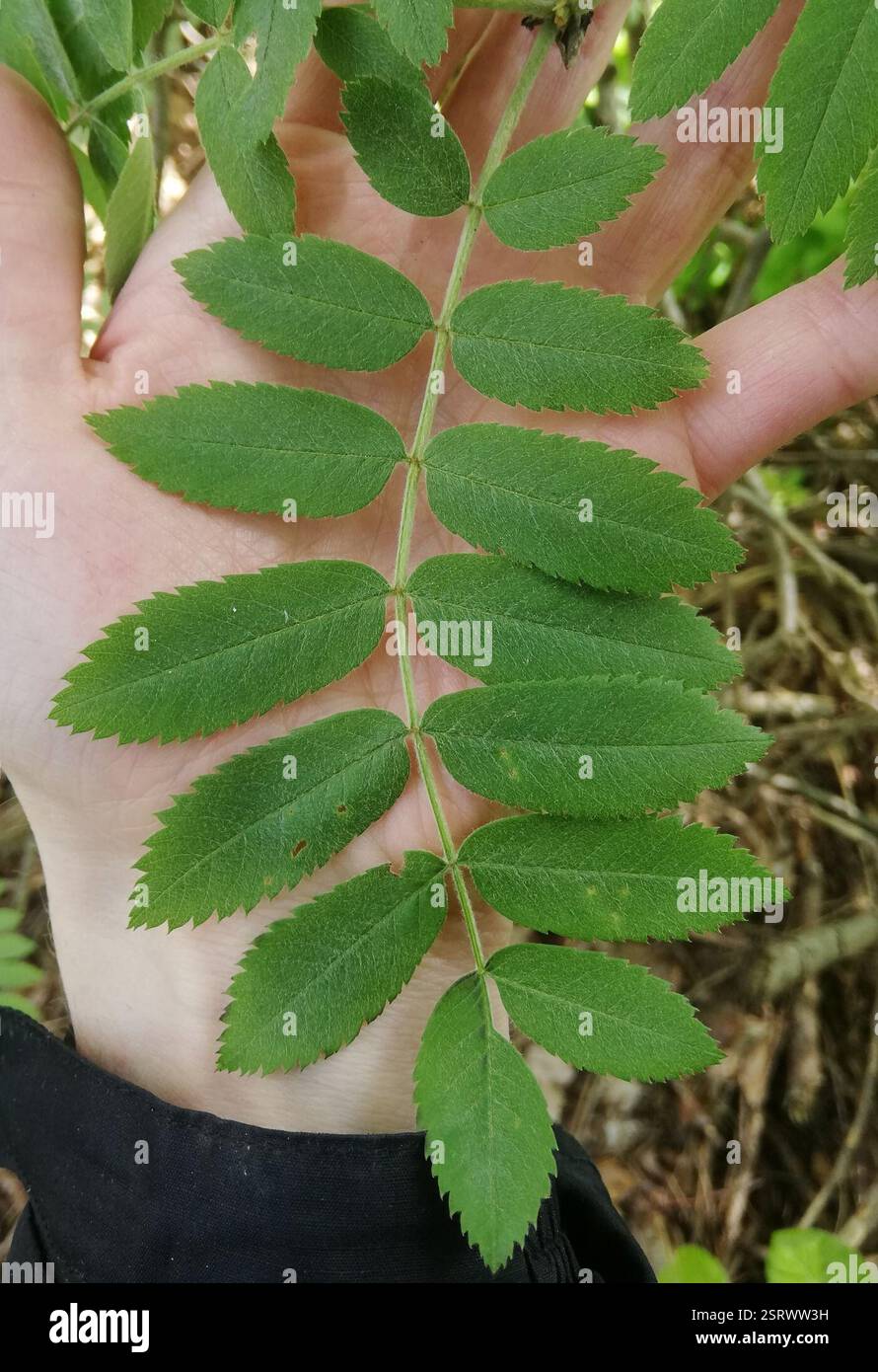 European mountain ash (Sorbus aucuparia), Plantae, 06463 Falkenstein, Germany, Good sized one ...
