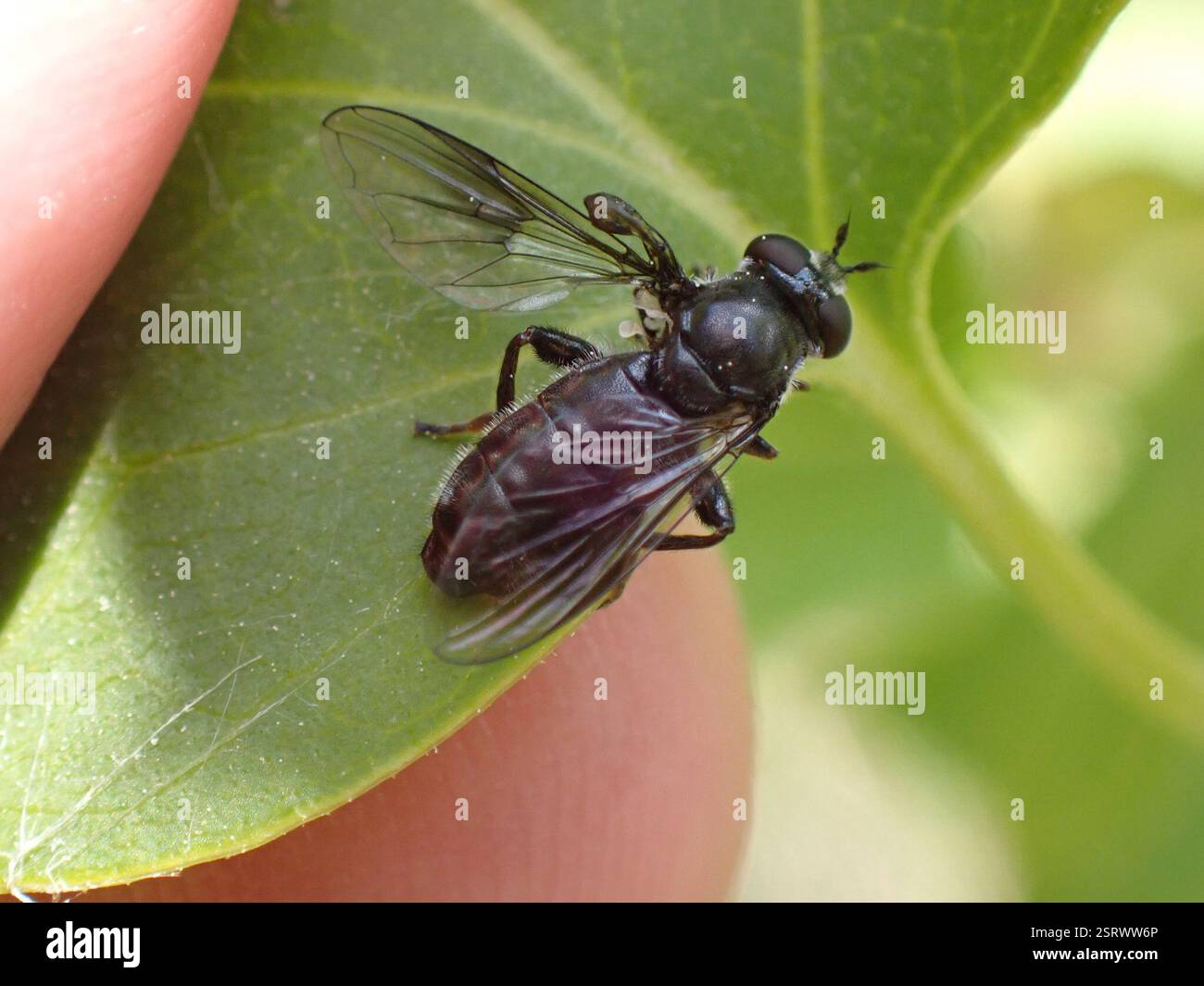 Pipiza austriaca hi-res stock photography and images - Alamy