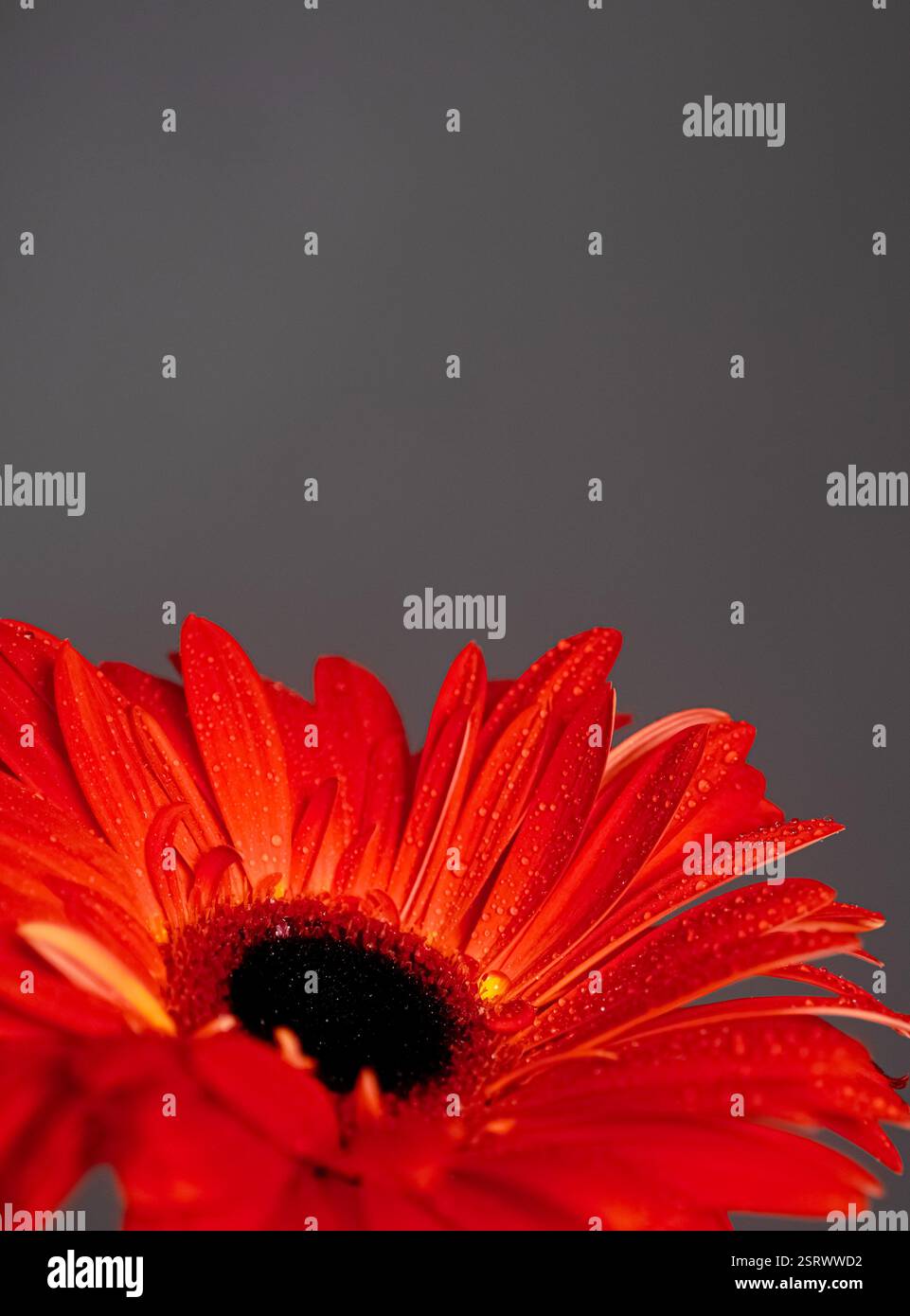 Vibrant red gerbera daisy with fresh water droplets on petals, macro ...