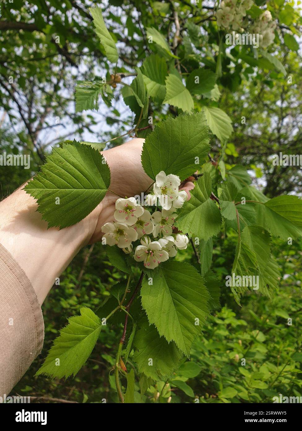 Scarlet Hawthorn (Crataegus coccinea), Plantae, Hamilton, ON, Canada ...