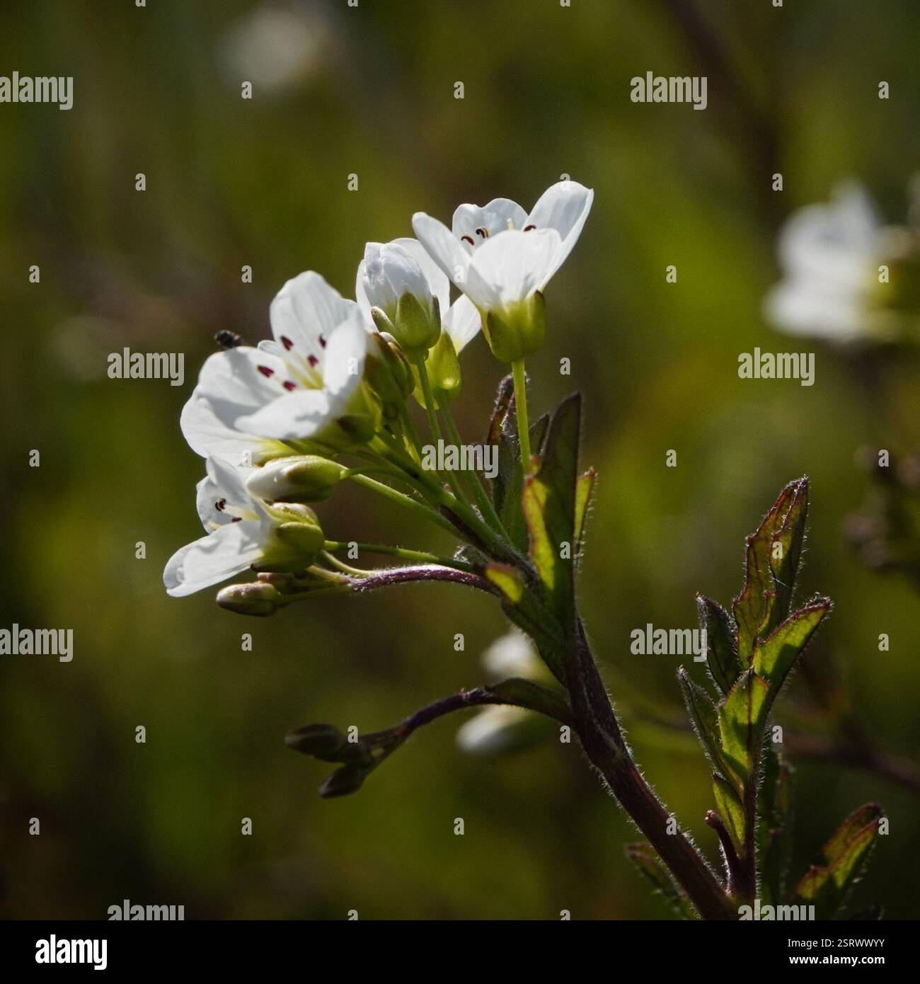 large bittercress (Cardamine amara), Plantae, 3200 Helsinge, Danmark ...