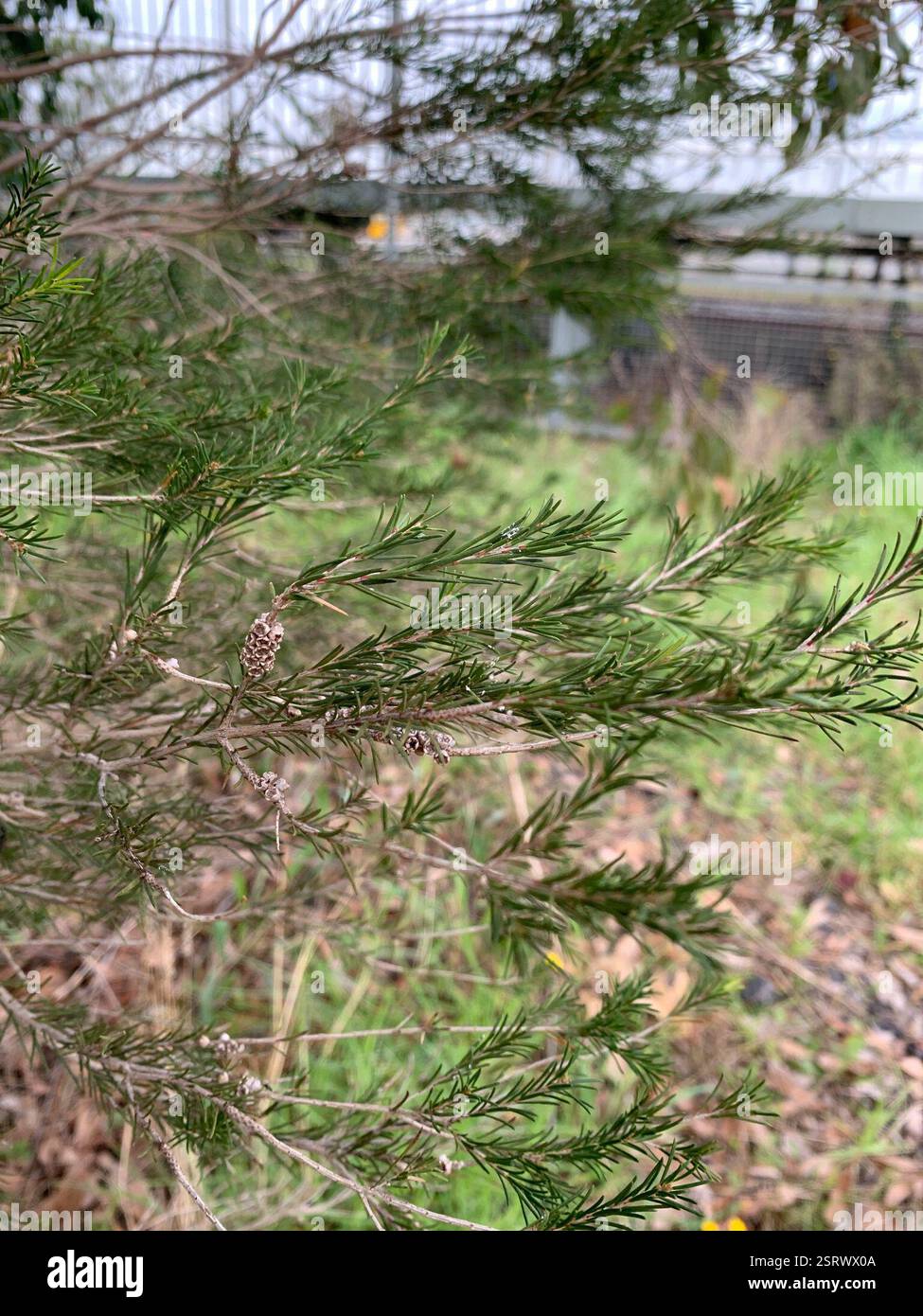 Swamp Paperbark (Melaleuca ericifolia), Plantae, Gumleaf La, Officer ...