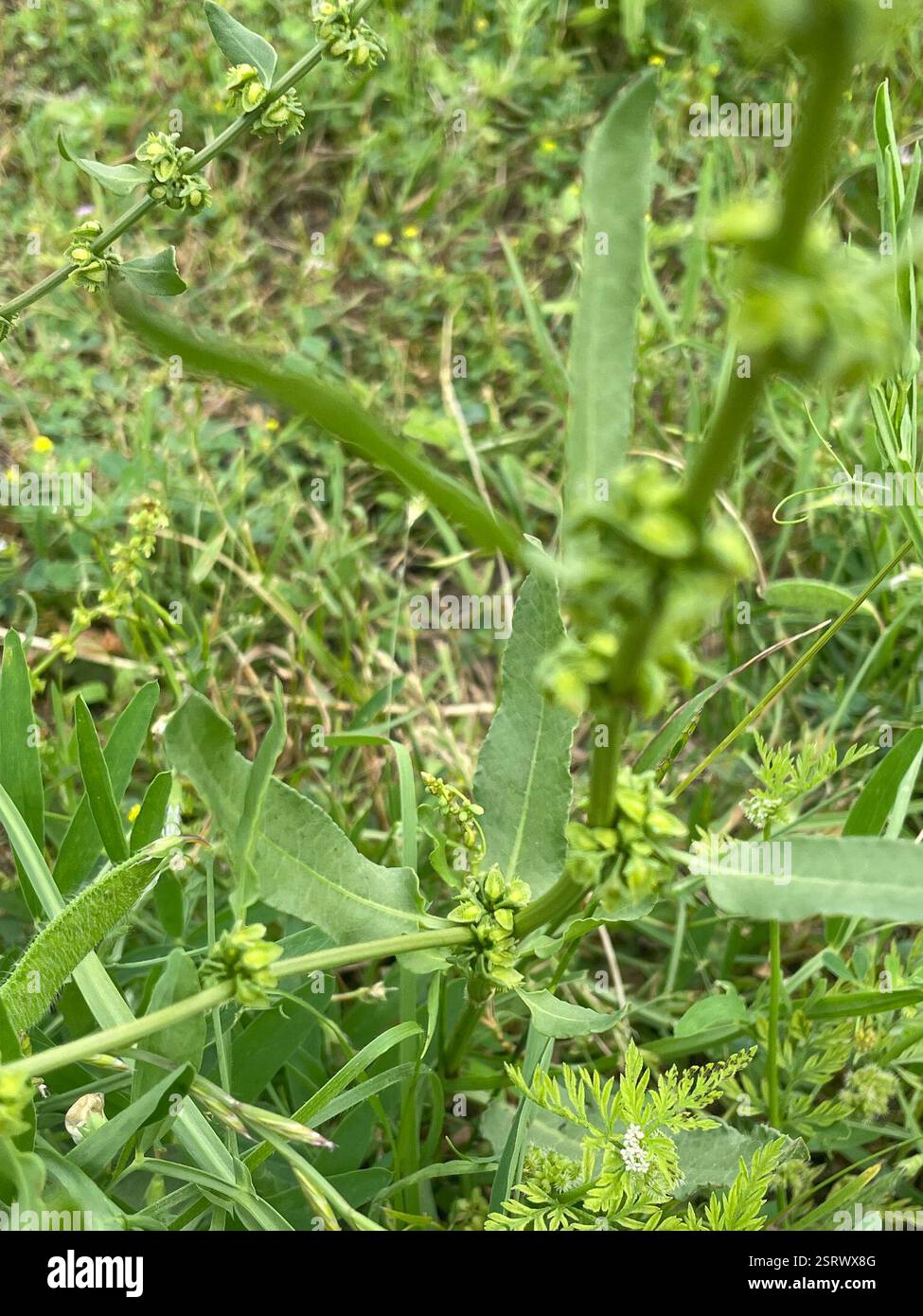 fiddle dock (Rumex pulcher), Plantae, Canyon Ridge Dr, Rockwall, TX, US ...
