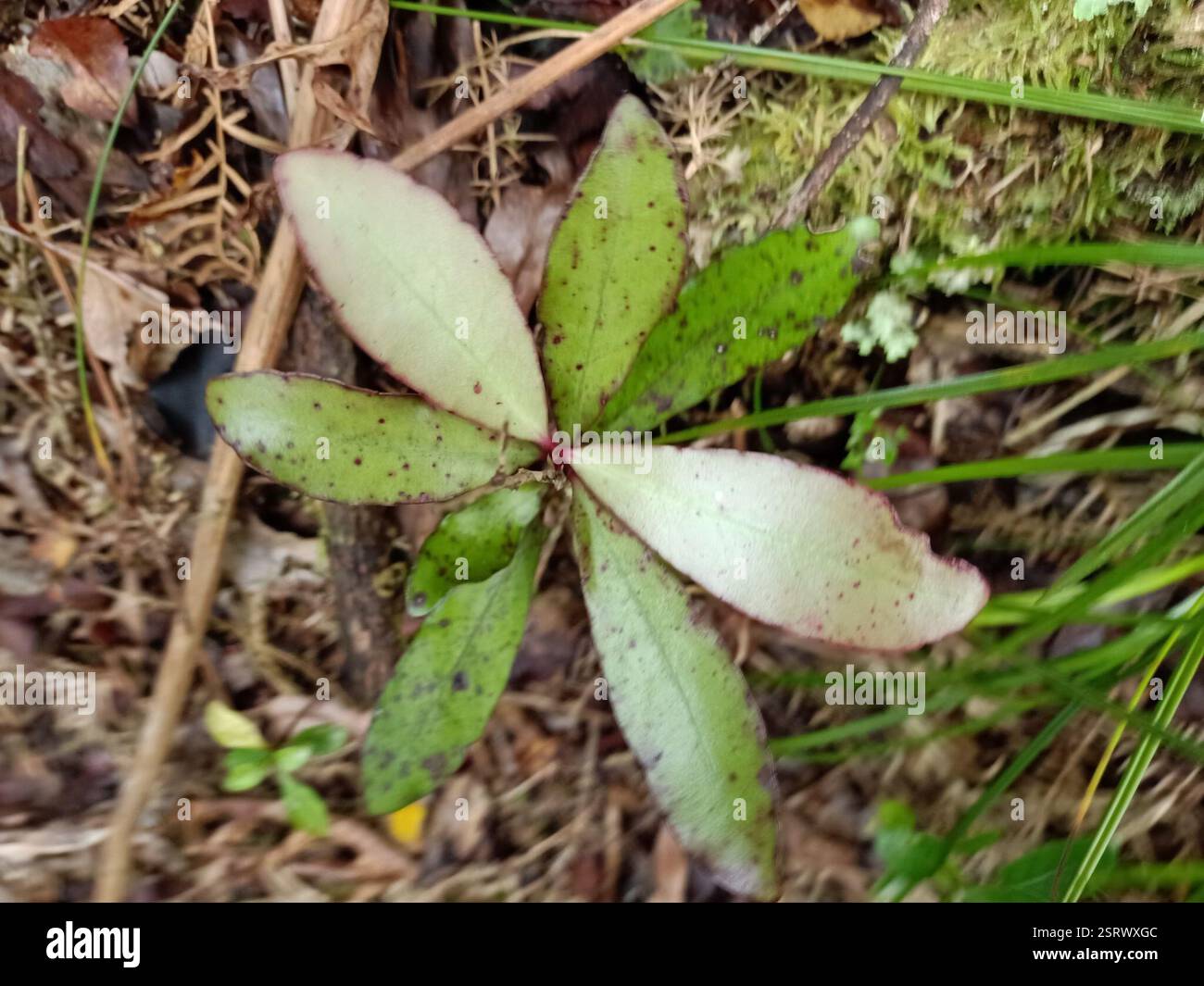 Mountain Horopito (Pseudowintera colorata), Plantae, Remutaka Hill ...