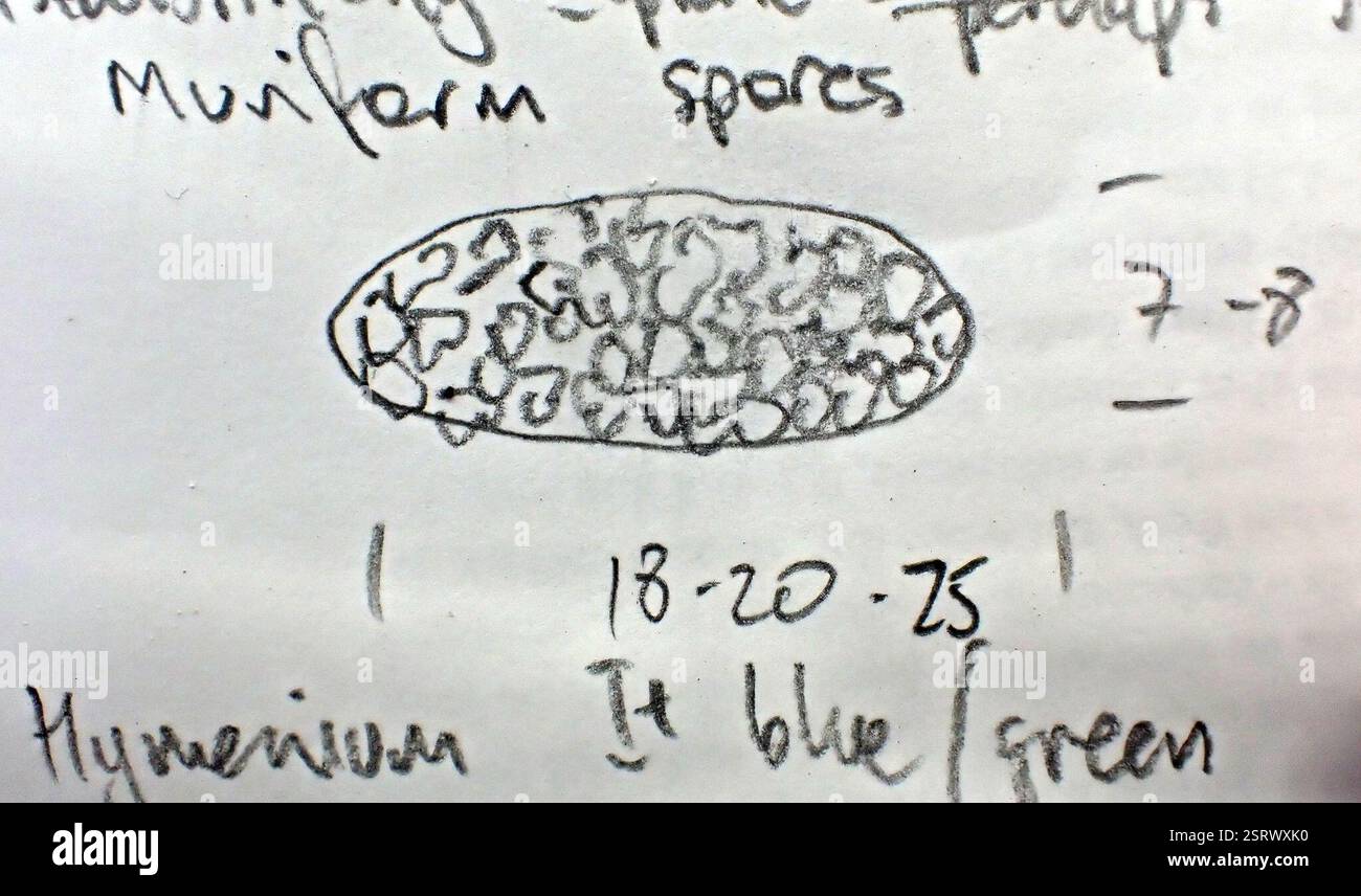 (Topelia rosea), Fungi, Chatham Islands, Rekohu (Chatham Island), Te ...