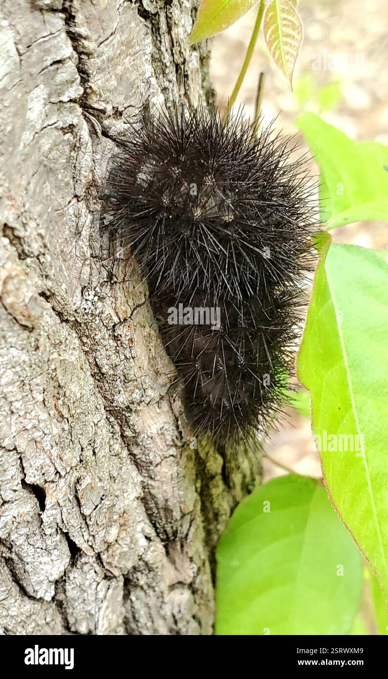 Giant Leopard Moth (Hypercompe scribonia), Insecta, Olive Hill, KY ...
