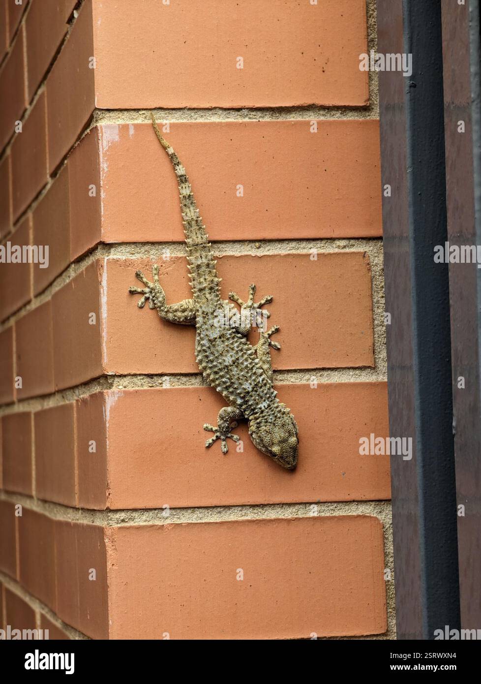 Moorish Gecko (Tarentola mauritanica), Reptilia, 41927 Mairena del ...