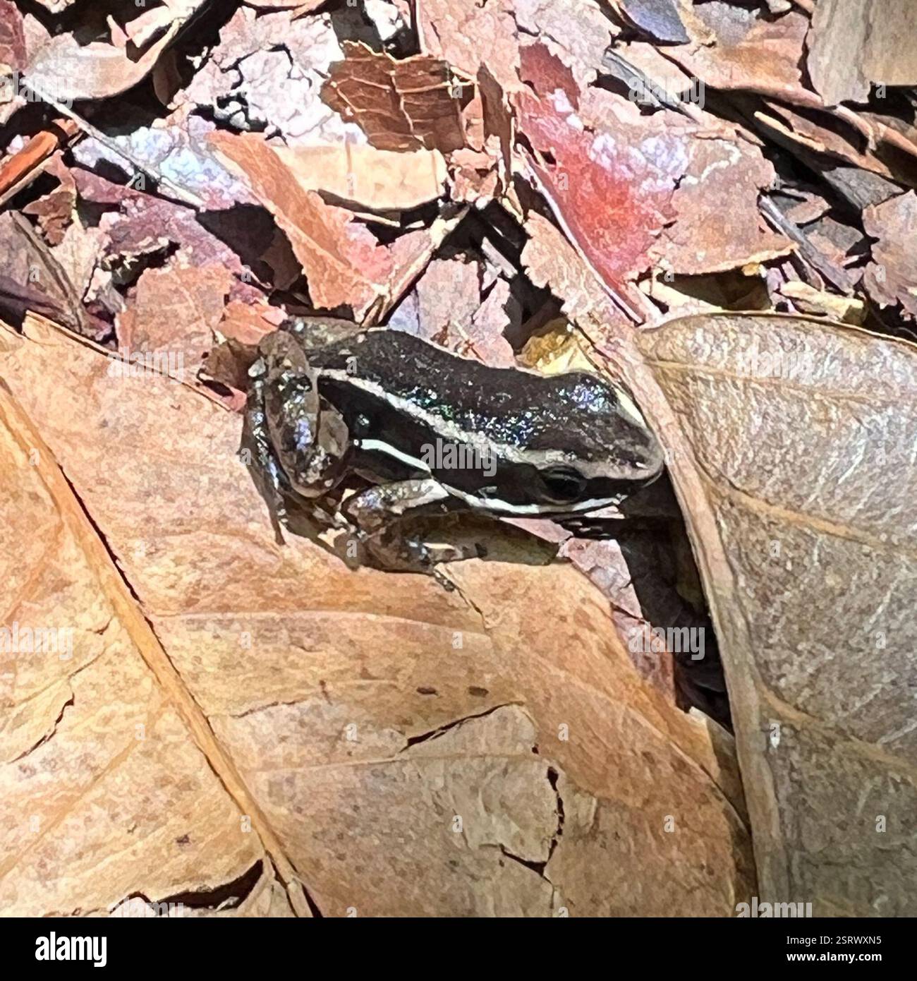 Rainforest Rocket Frog (Silverstoneia flotator), Amphibia, Colón, Panama Stock Photo - Alamy