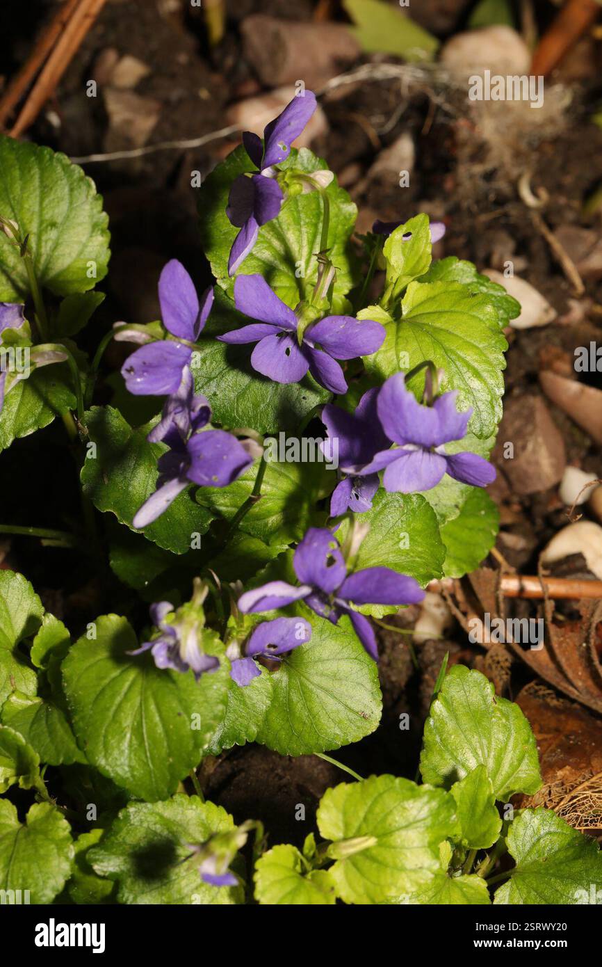 Sweet violet (Viola odorata), Plantae, Norton Priory, Tudor Road ...