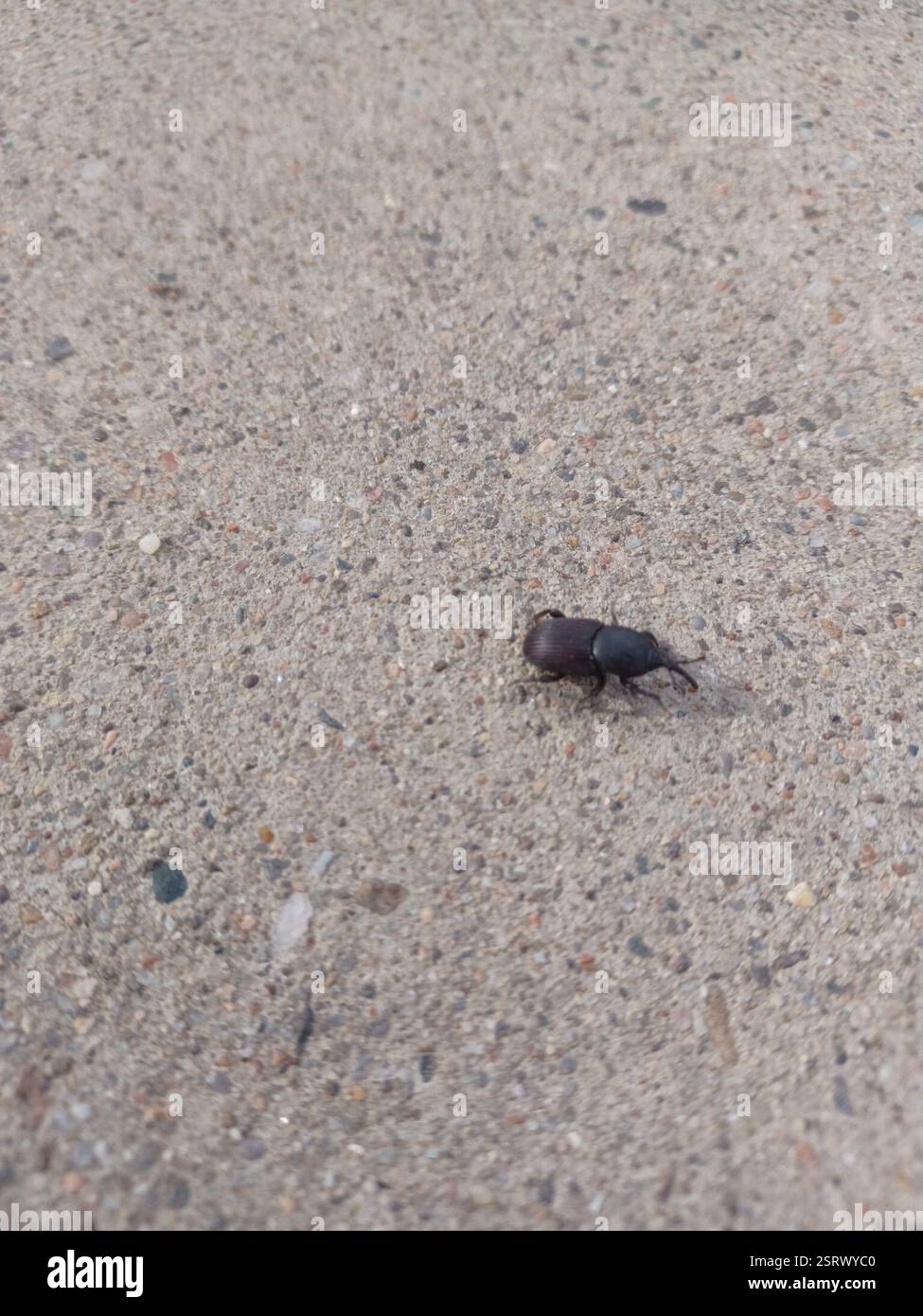 Sisal Weevil (Scyphophorus acupunctatus), Insecta, University Heights ...