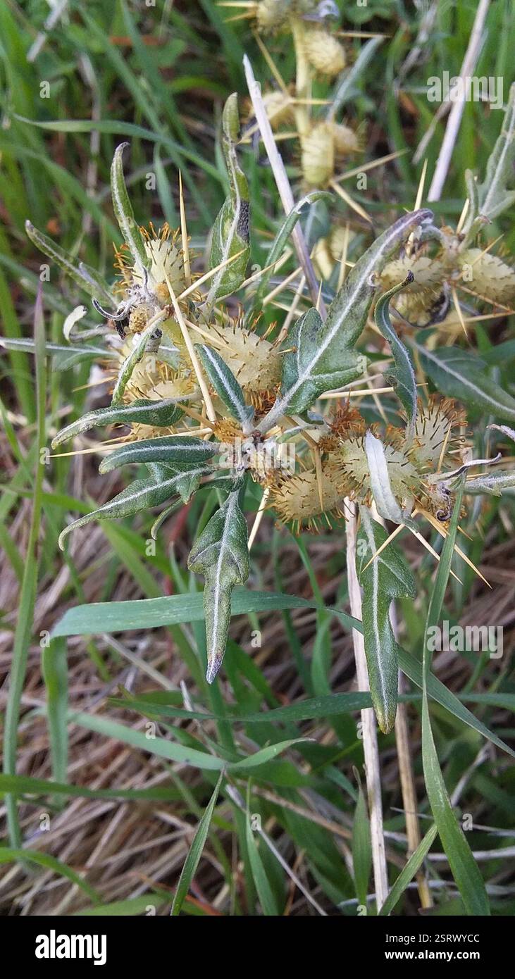 spiny cocklebur (Xanthium spinosum), Plantae, Barossa Goldfields SA ...