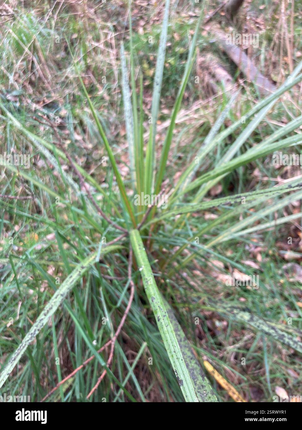 New Zealand cabbage tree (Cordyline australis), Plantae, Te Waipounamu ...
