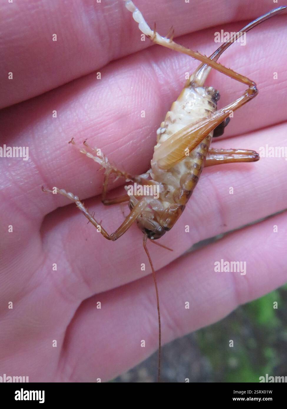 Wētā and King Crickets (Anostostomatidae), Insecta, 7073, New Zealand ...
