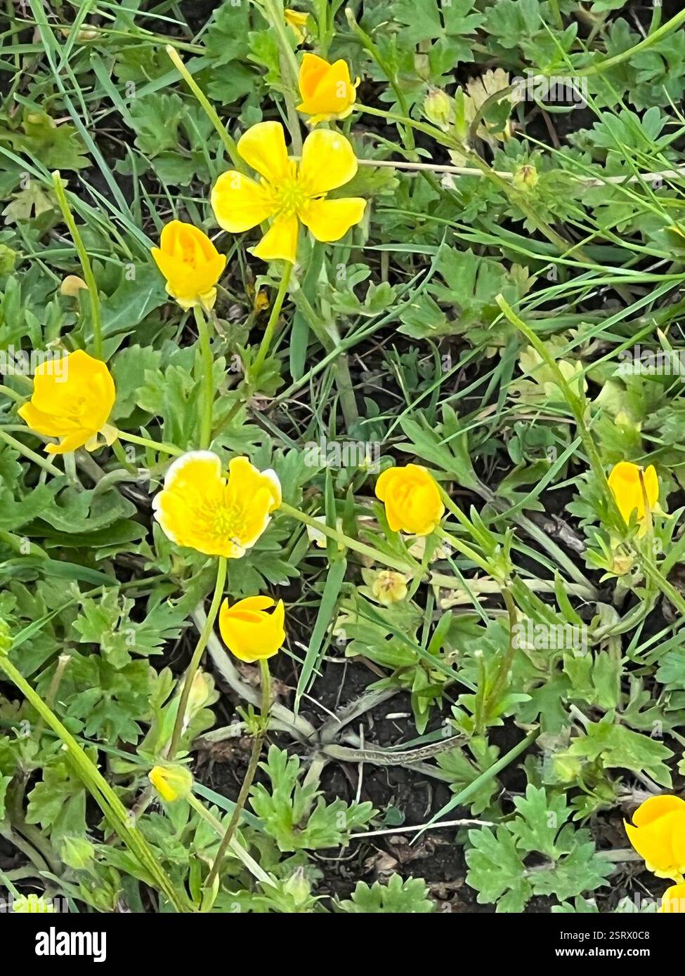 bulbous buttercup (Ranunculus bulbosus), Plantae, Aquidneck Island ...