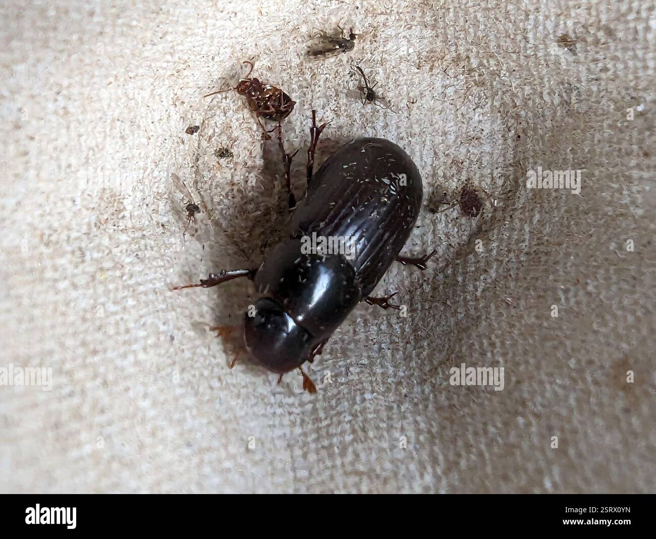 Night-flying Dung Beetle (Acrossus rufipes), Insecta, Lingwood, Norwich ...
