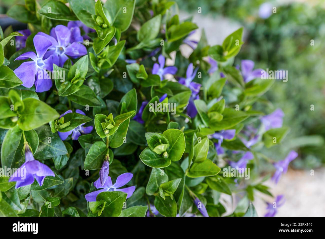 Vinca major or bigleaf periwinkle, large periwinkle, greater periwinkle ...