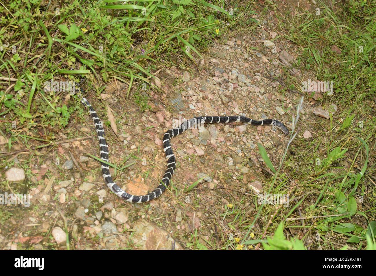Many-banded Krait (Bungarus multicinctus), Reptilia, 中国江西省上饶市婺源县 Stock ...