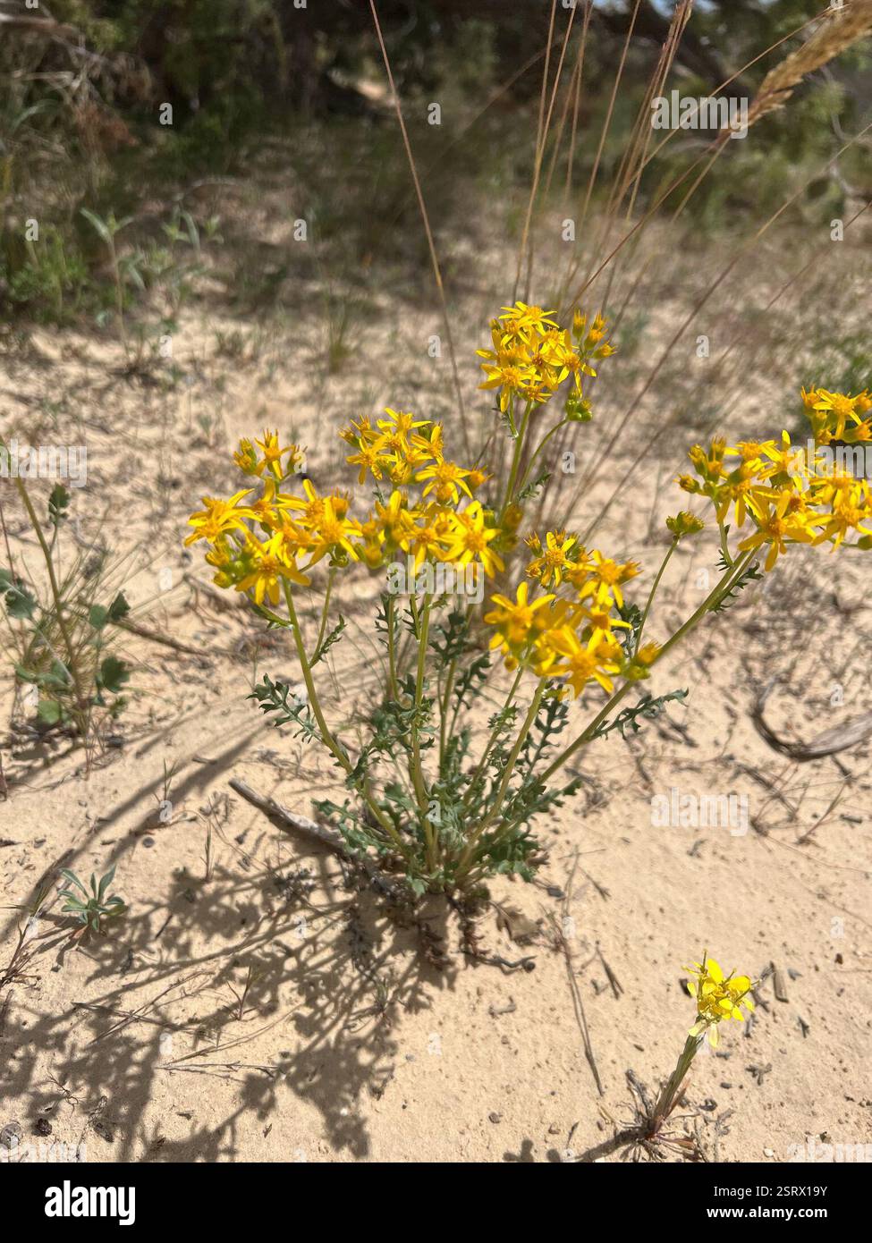 Lobeleaf Groundsel (Packera multilobata), Plantae, Vernal, UT, US Stock ...