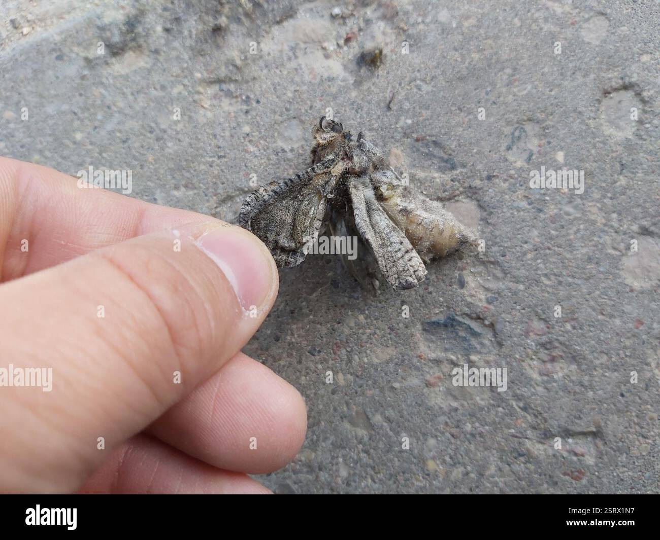 Goat Moth (Cossus cossus), Insecta, Teodoro Narbuto st., Vilnius ...