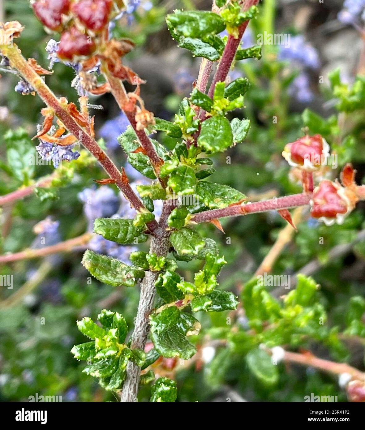 Sandscrub Ceanothus (Ceanothus dentatus), Plantae, Parker Flats Rd ...