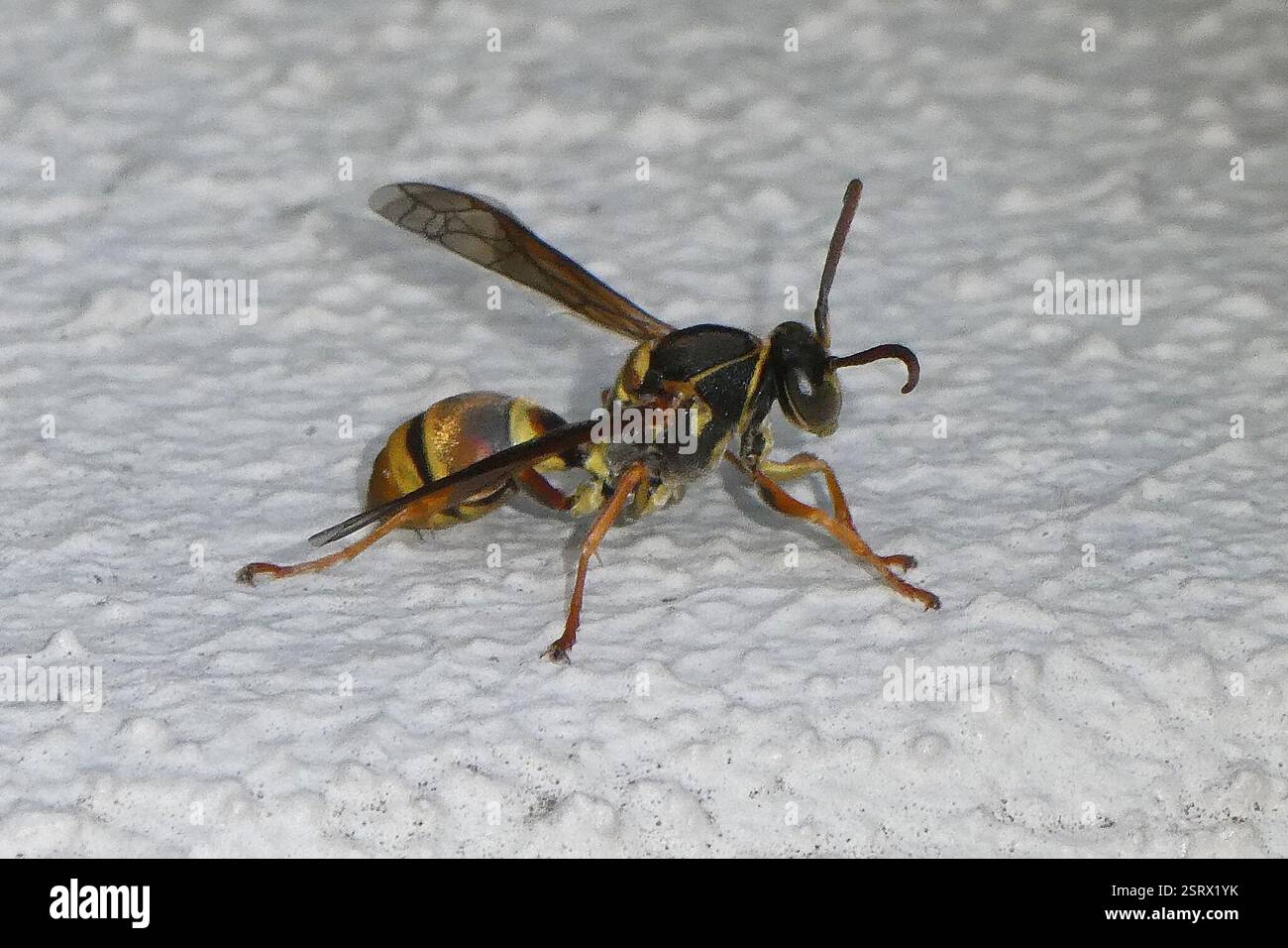 Australian Paper Wasp (Polistes humilis), Insecta, Sinnamon Park QLD ...