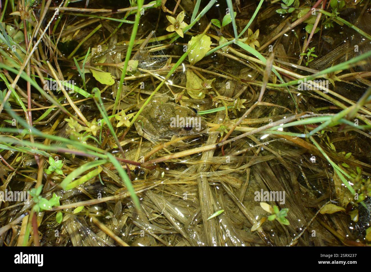 Hong Kong Rice-paddy Frog (Fejervarya multistriata), Amphibia, 中国江西省上饶市 ...