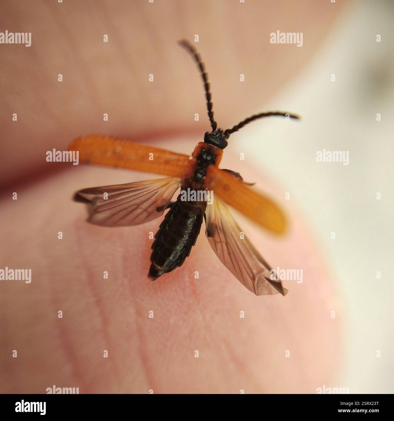Cosnard's Net-Winged Beetle (Erotides cosnardi), Insecta, Kosanin dol ...