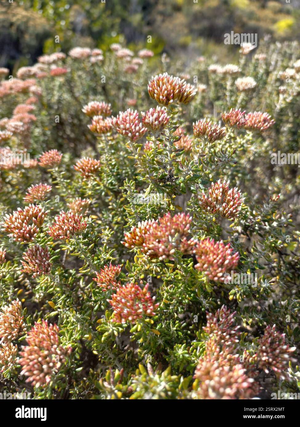 Blombushes (Metalasia), Plantae, Helderberg Rural, Sir Lowry's Pass ...