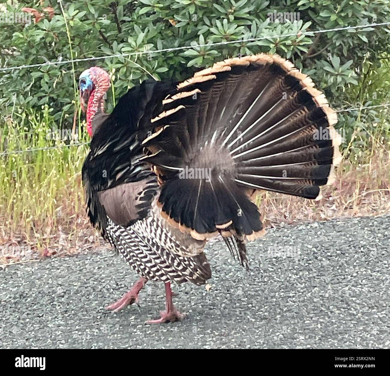 Wild Turkey (Meleagris gallopavo), Aves, Fort Ord National Monument ...