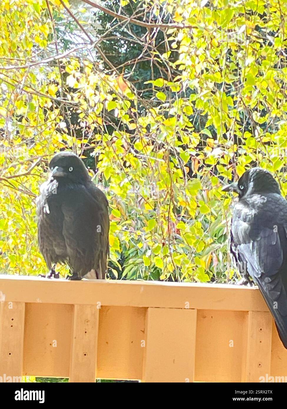 Little Raven (Corvus mellori), Aves, Melbourne VIC, Australia, These ...