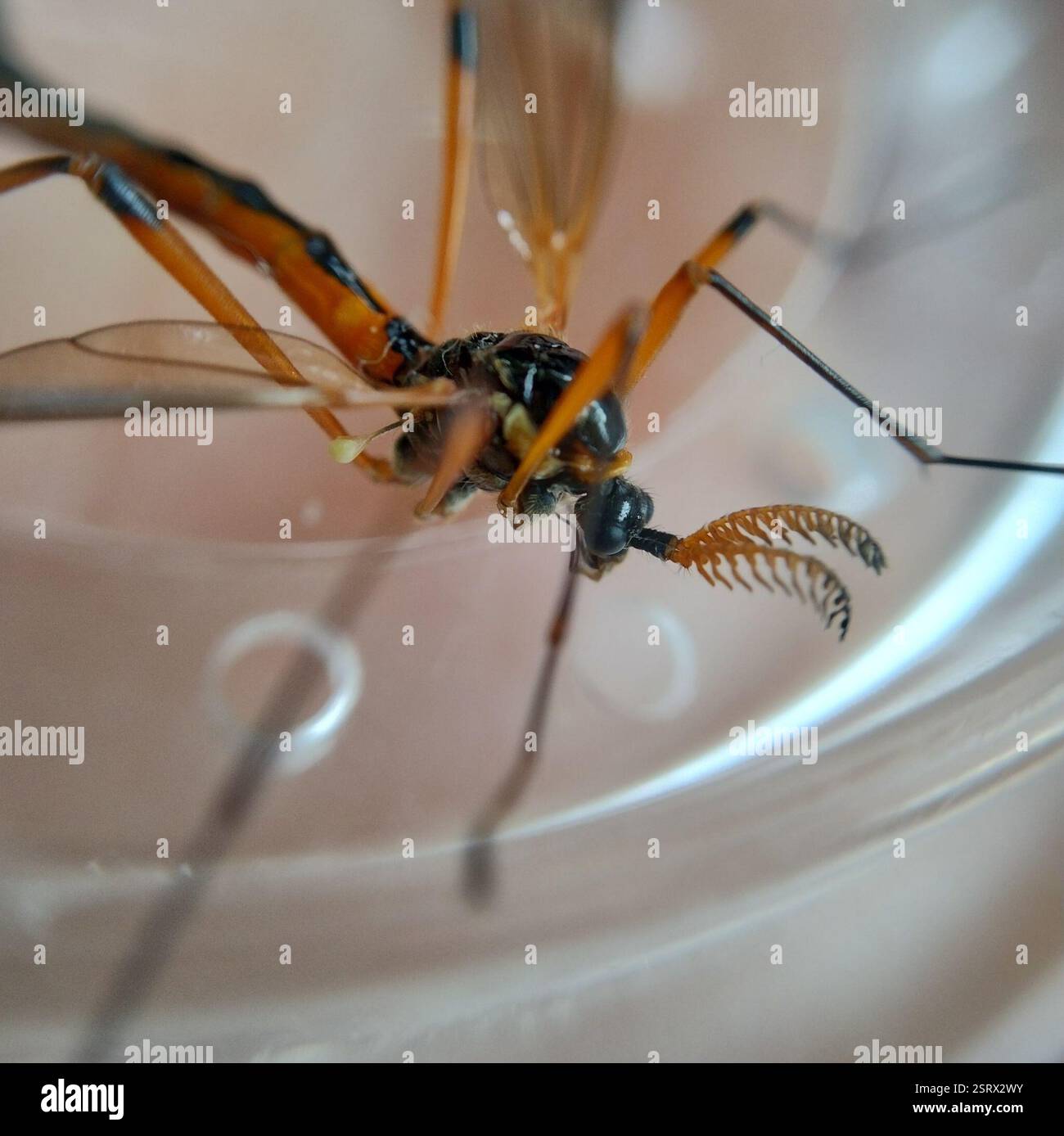 Giant Sabre Comb Horn Cranefly (Tanyptera atrata), Insecta, Kosanin dol ...
