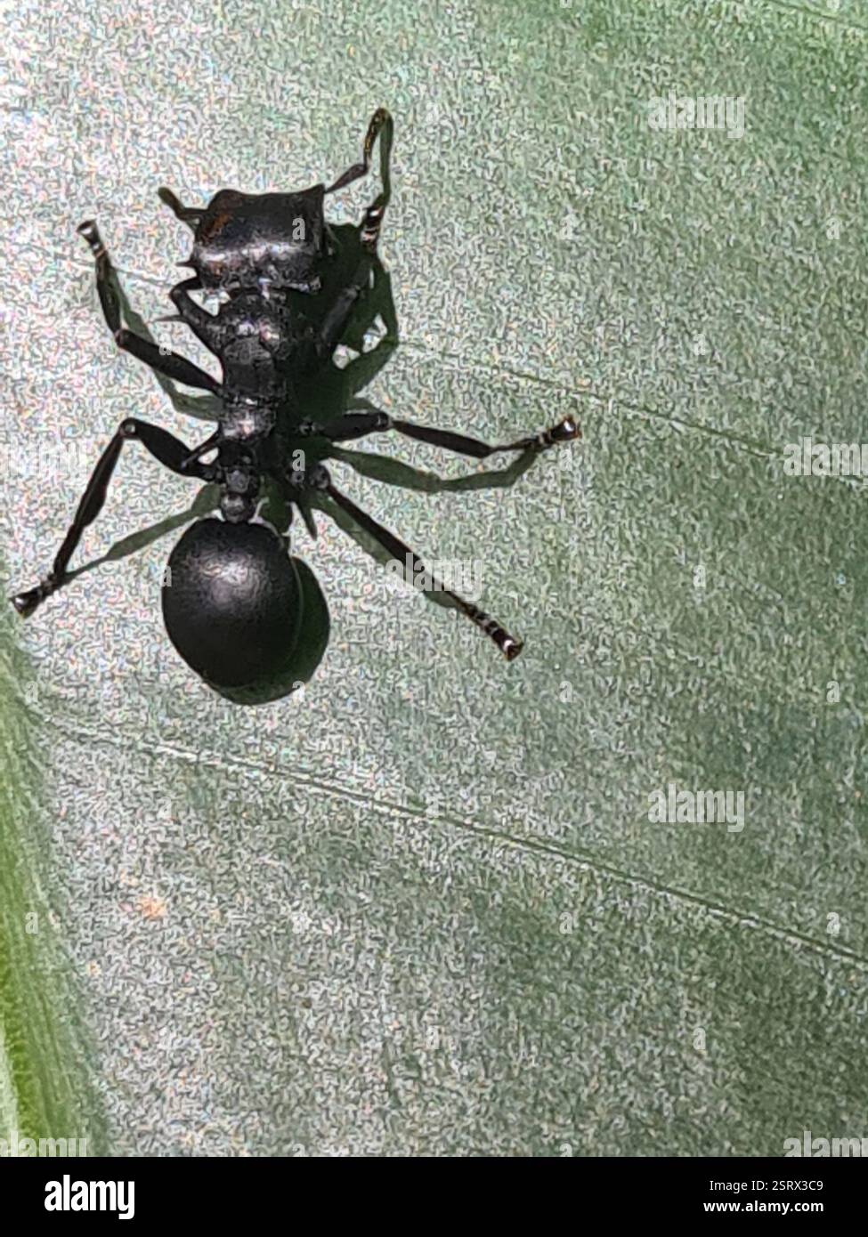 Common Giant Turtle Ant (Cephalotes atratus), Insecta, Brokopondo ...