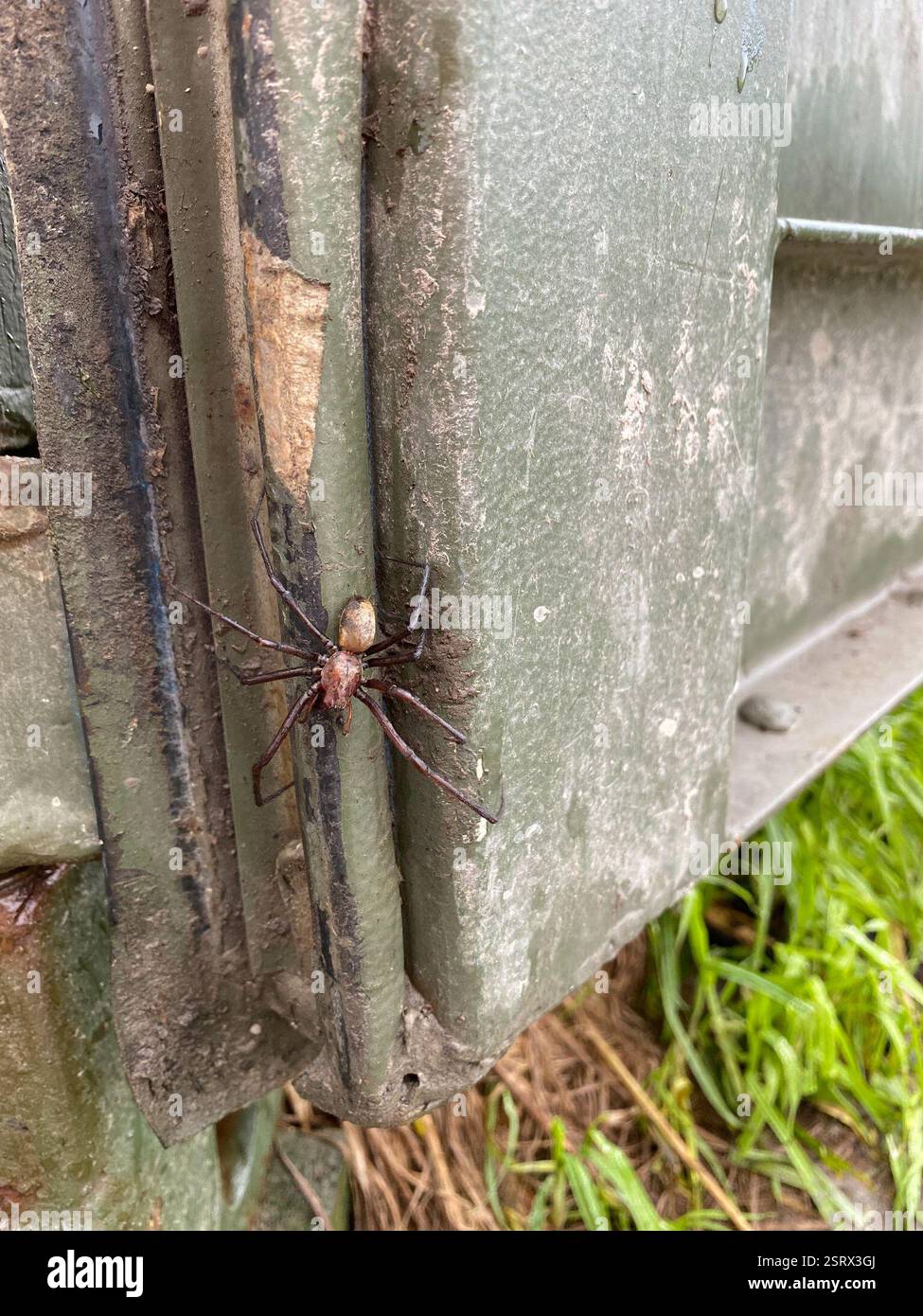 Sheetweb Spiders (Cambridgea), Arachnida, Wadeson Park Recreation ...