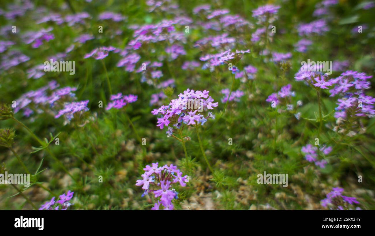 Blue Verbena bipinnatifida, commonly called Dakota mock vervain ...
