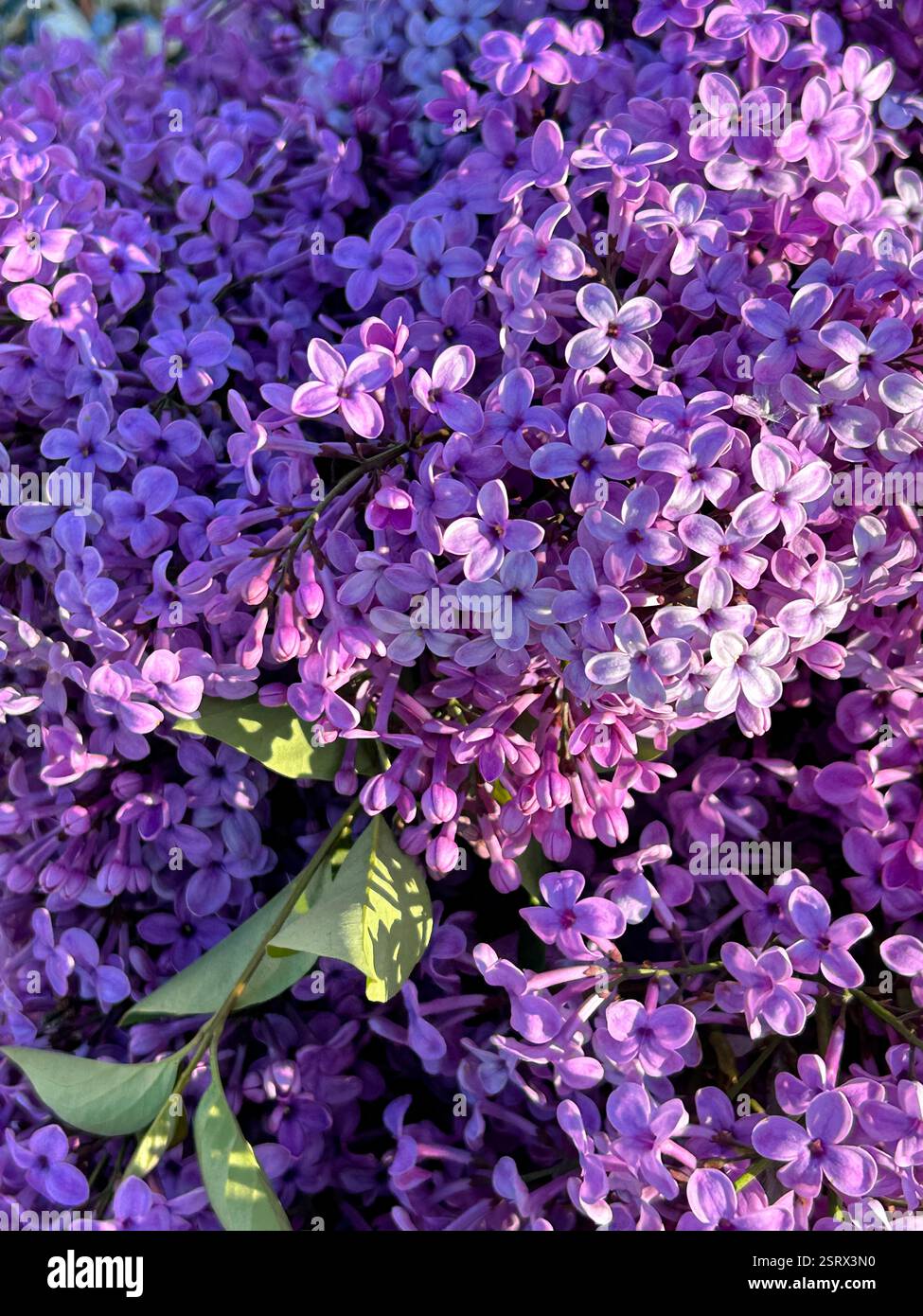 This stunning close-up captures a lush cluster of purple lilac flowers ...