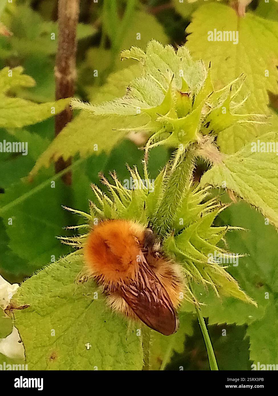 Common Carder Bumble Bee (Bombus pascuorum), Insecta, Aberdour ...