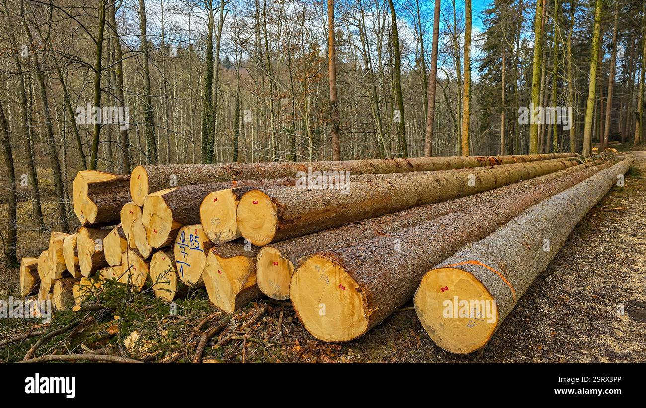 Stacked tree trunks next to a mixed forest path in the picturesque ...