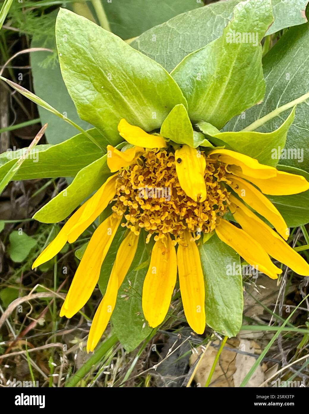 smooth mule-ears (Wyethia glabra), Plantae, Salinas, CA, US, Smooth ...