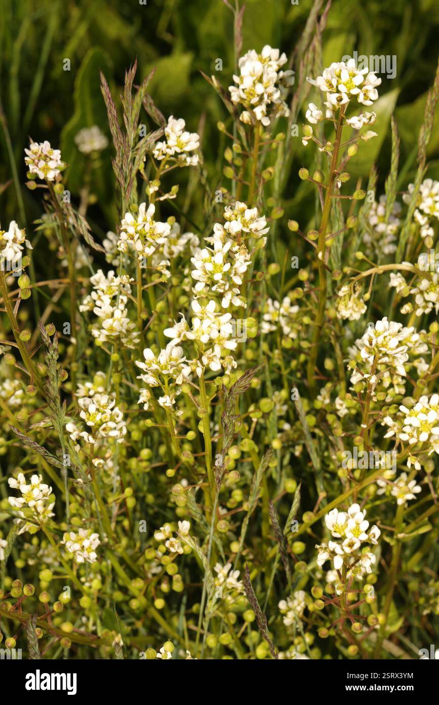 Scurvy grass (Cochlearia officinalis), Plantae, Penrhos Coastal Park ...