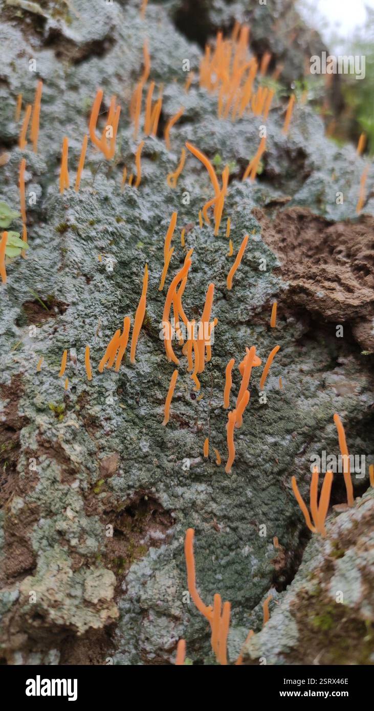 (Sulzbacheromyces sinensis), Fungi, 中国江西省上饶市婺源县 Stock Photo - Alamy