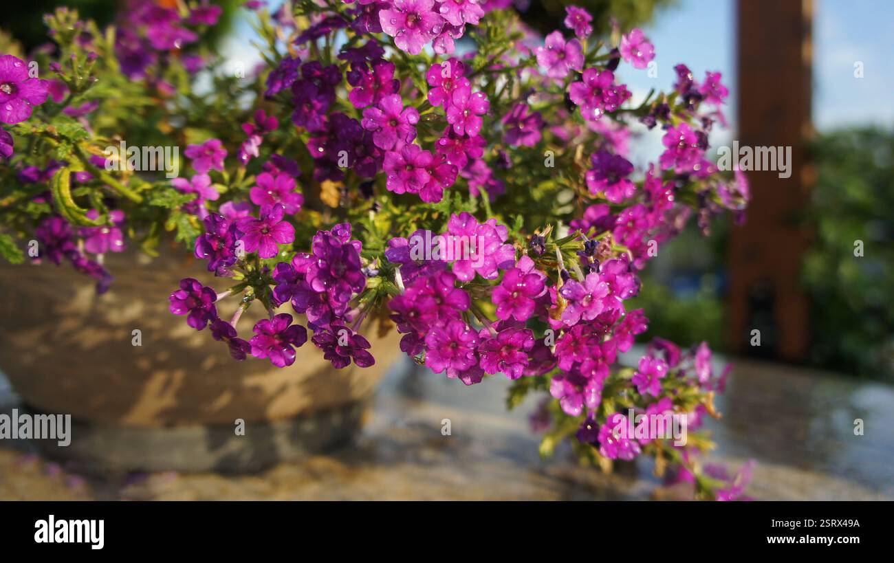 Blue Verbena bipinnatifida, commonly called Dakota mock vervain ...