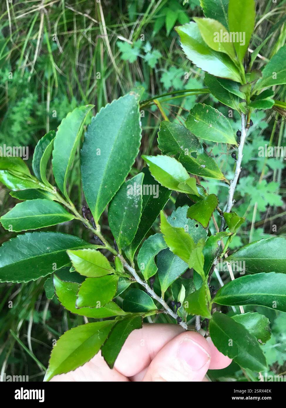 Japanese Eurya (Eurya japonica), Plantae, Kamikoshikicho Nakakoshiki ...