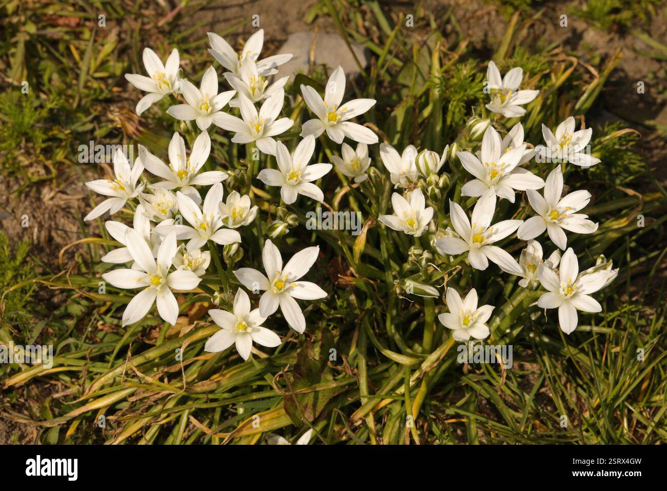 common star-of-Bethlehem (Ornithogalum umbellatum), Plantae, Penrhos ...